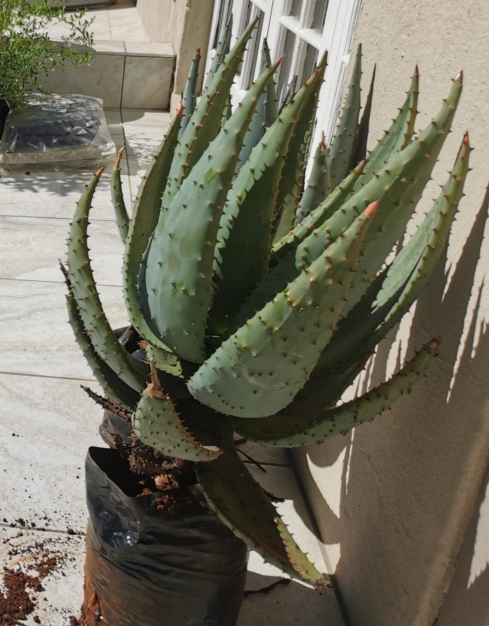 SUCCULENTS AND XEROPHYTES – Guvie's Online Nursery