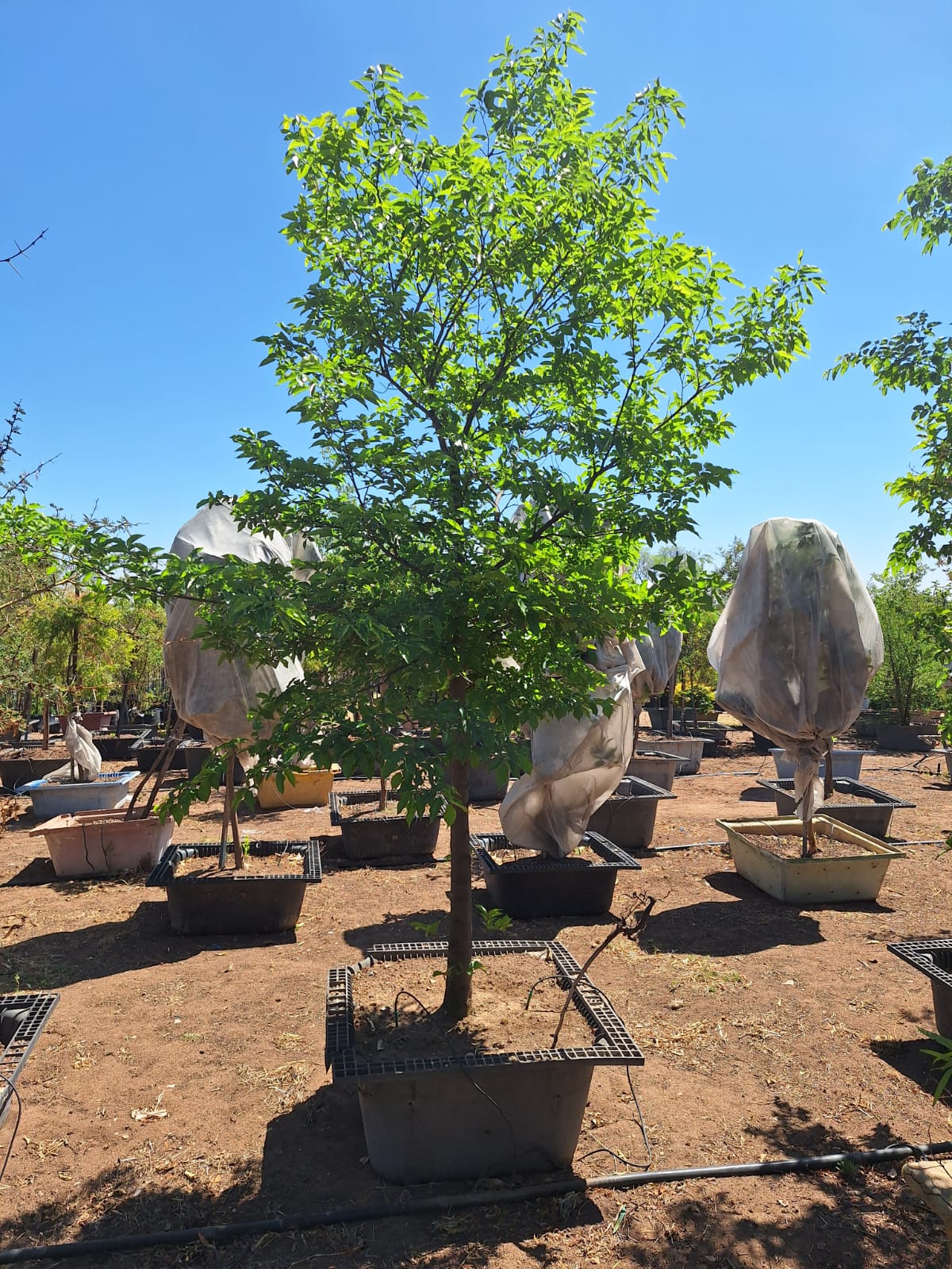 Celtis Afrikana tree (Gauteng Only) – Guvie's Online Nursery