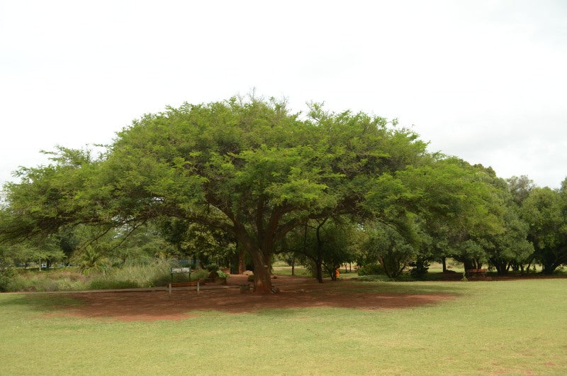 Paperbark Thorn Tree (Nkowa-Nkowa) (Gauteng only) – Guvie's Online Nursery