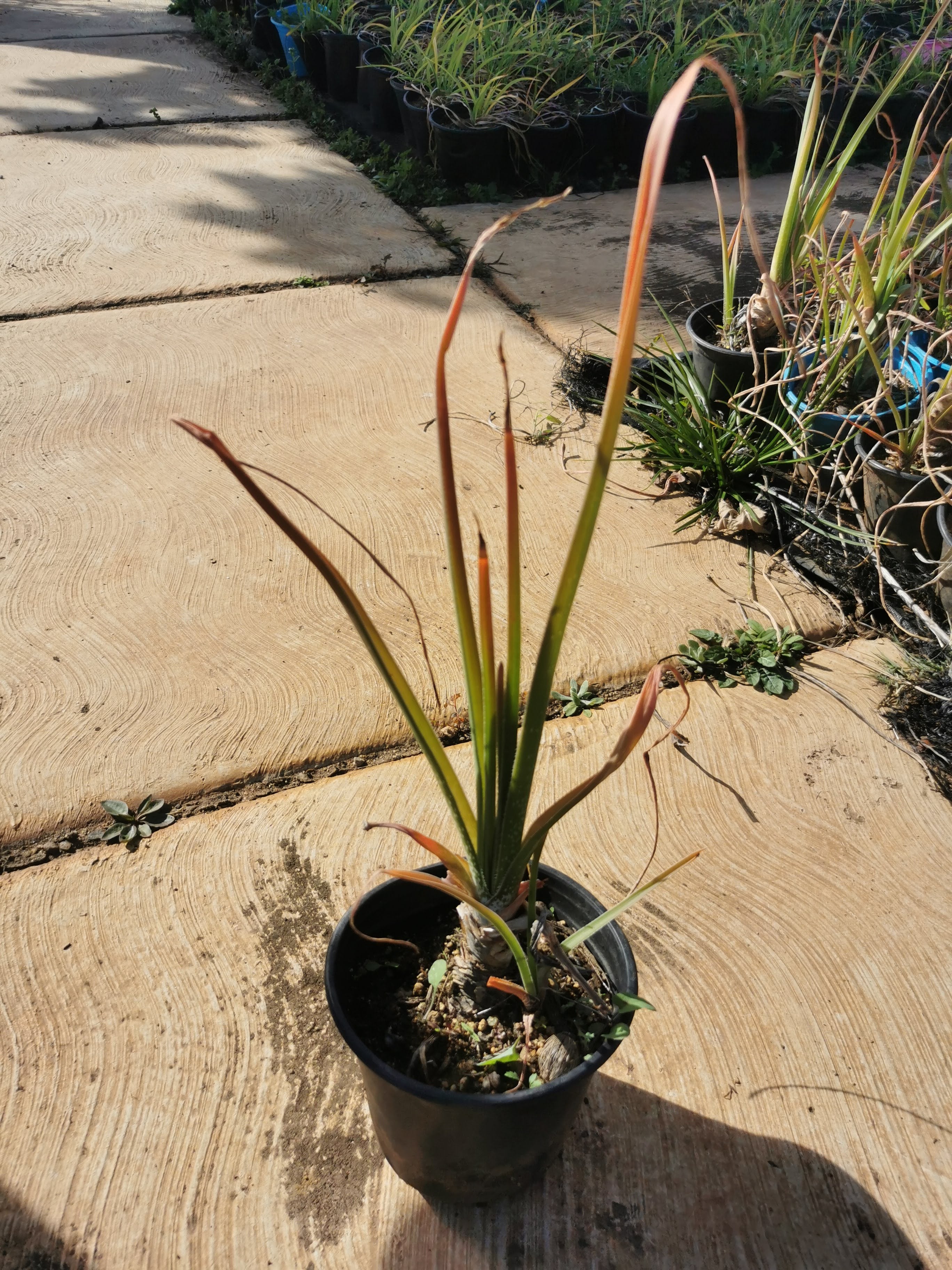 Aloe Cooperi (4 litre pot) – Guvie's Online Nursery