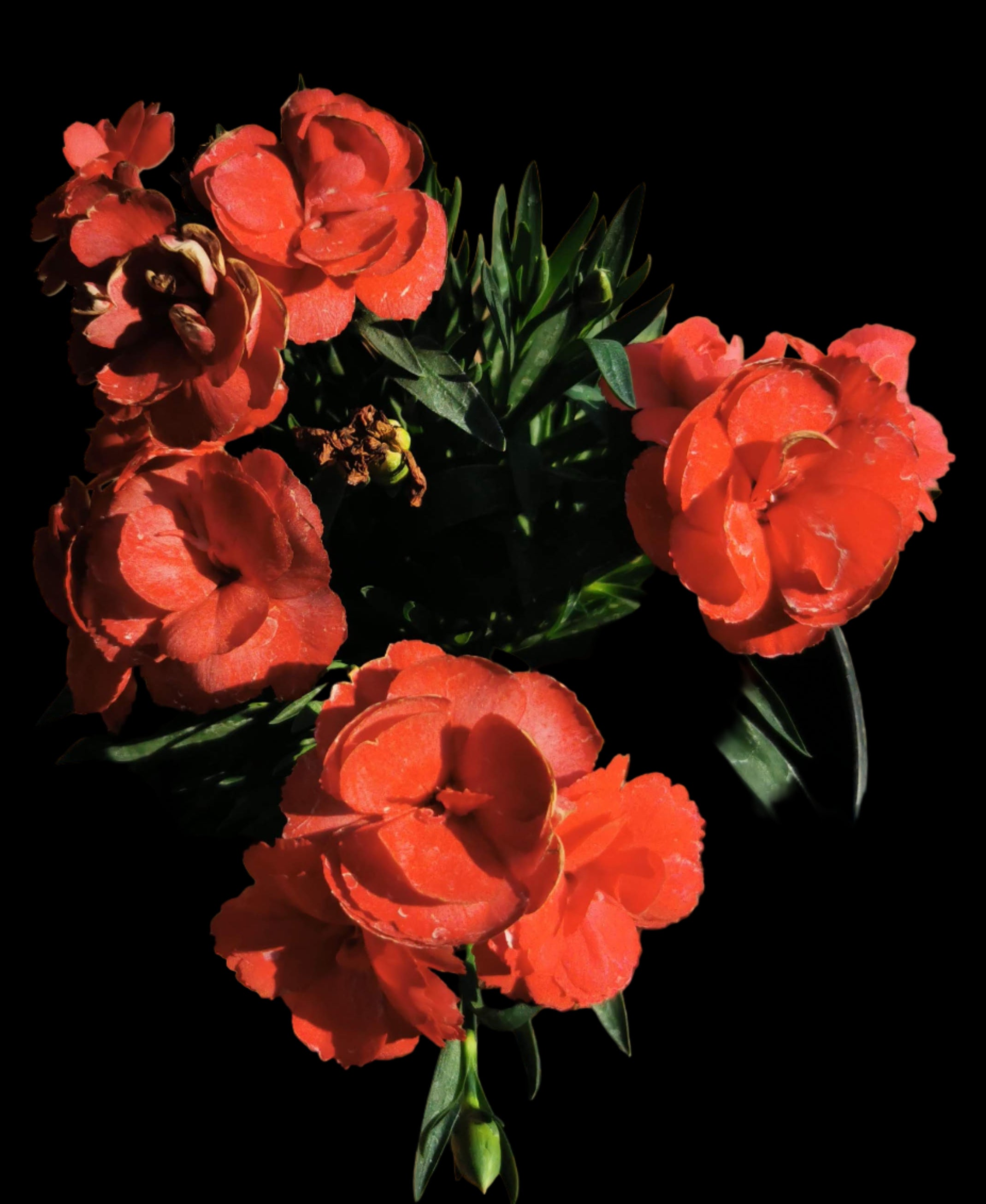 Carnation (15 cm pot) – Guvie's Online Nursery