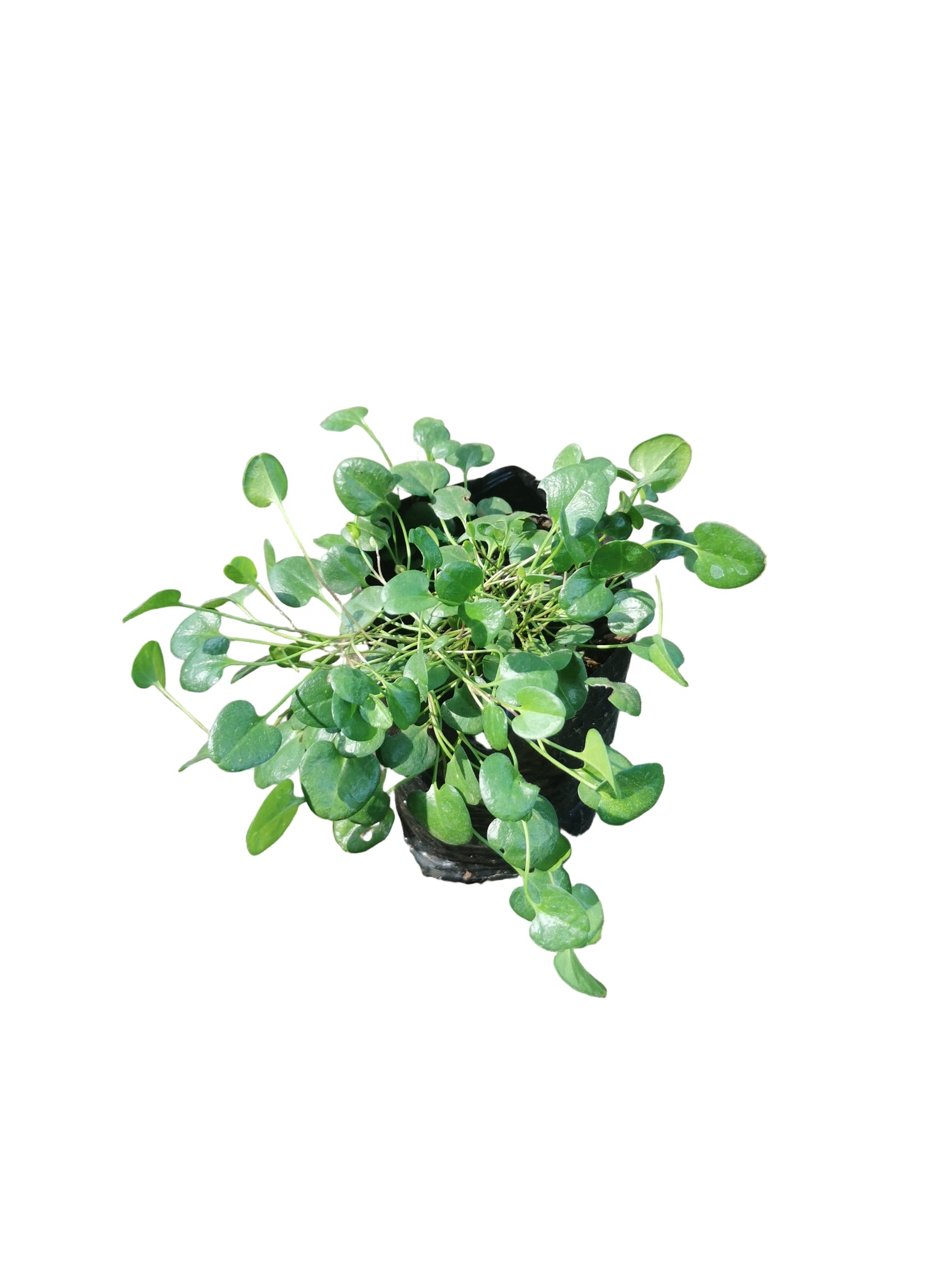 Falkia repens (3 litre bag) – Guvie's Online Nursery