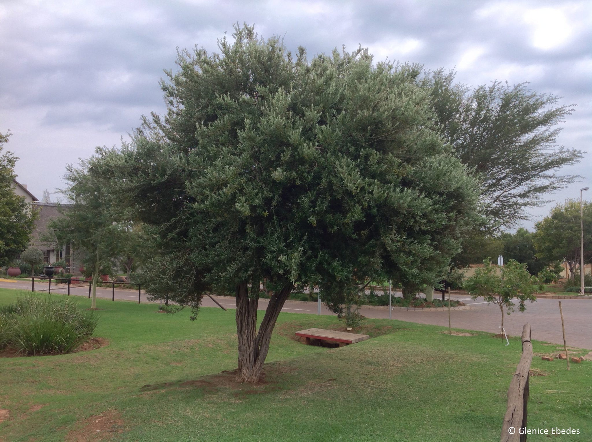 Buddleja Saligna Tree (False Olive / Motlhware) (Gauteng only) – Guvie ...